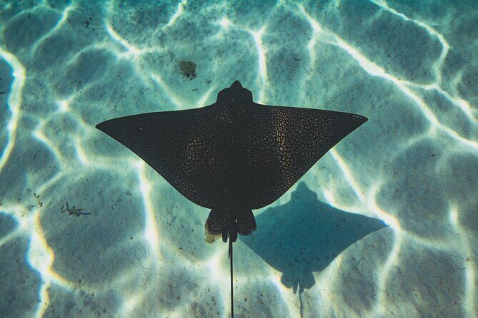 Full Day Water Experience Eco snorkeling and Jet ski with lunch - Final Thoughts: Is This Tour Worth It?