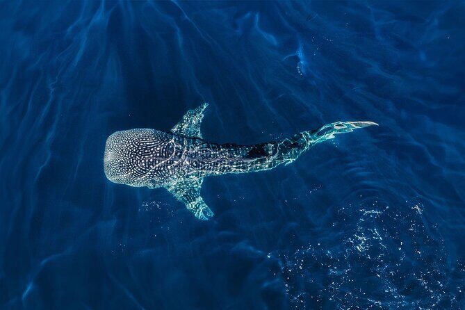 Full-Day Whale Shark Snorkeling Adventure with Beach Lunch - An In-Depth Look at the Tour  