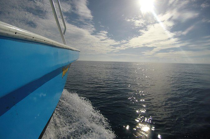 Full-Day Whale Shark Tour Puerto Morelos with Pickup and Lunch - The Sum Up