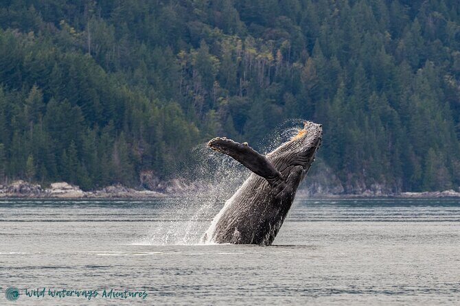 Full Day Whale Watching Campbell River - Introduction