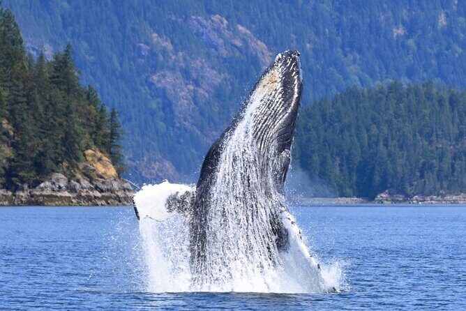 Full Day Whale Watching Campbell River - The Sum Up