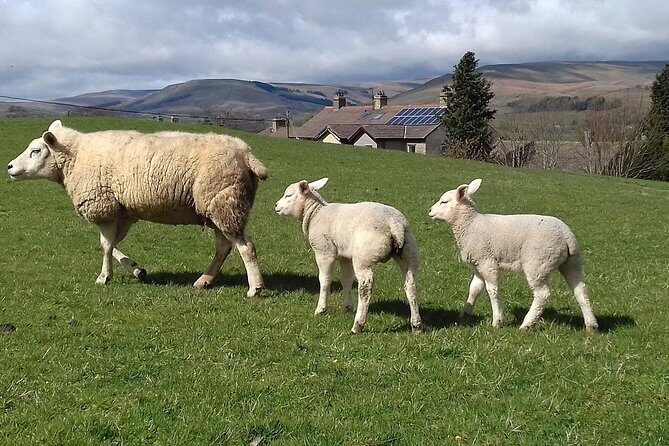 Full-Day Whitby and The North York Moors Private Tour from York - FAQ