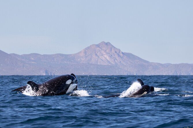 Full Day Wildlife Expedition in the Sea of Cortez - Exploring the Full Day Wildlife Expedition in the Sea of Cortez