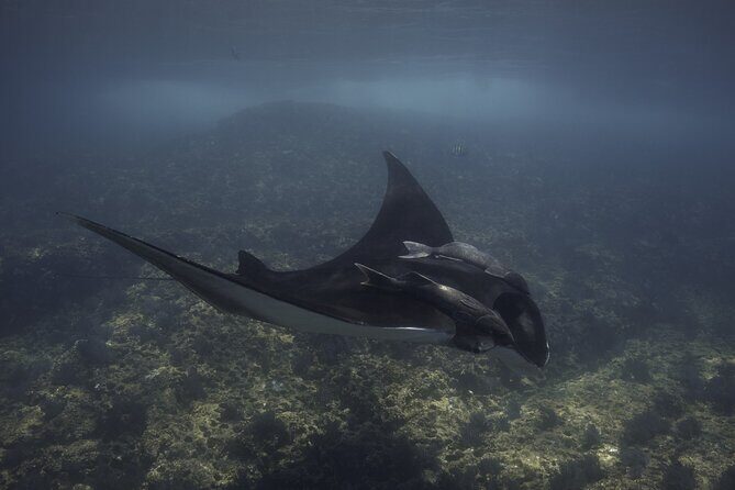 Full Day Wildlife Expedition in the Sea of Cortez - Key Points