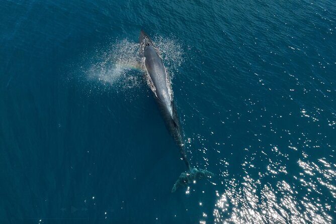 Full Day Wildlife Expedition in the Sea of Cortez - Wildlife Encounters: What You Might See and Why It Matters