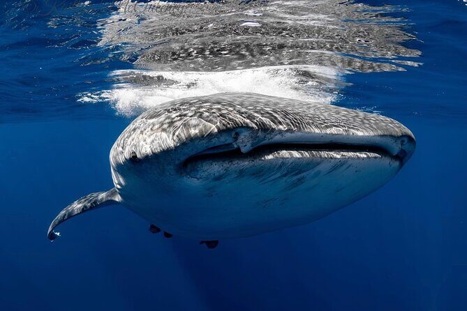 Full Day Wildlife Expedition in the Sea of Cortez - Snorkeling and Marine Exploration