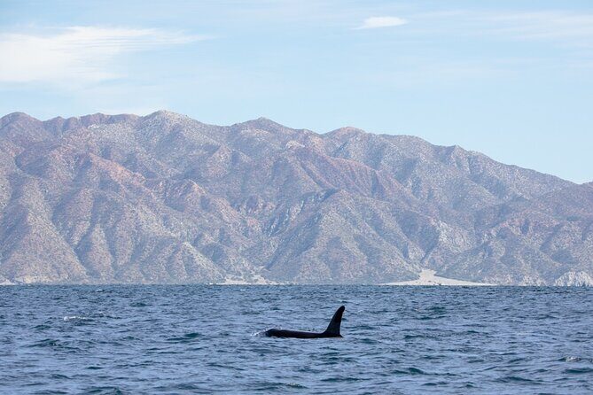 Full Day Wildlife Expedition in the Sea of Cortez - Food, Drinks, and Comfort
