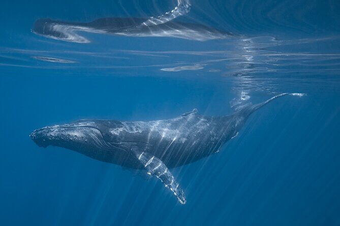 Full Day Wildlife Expedition in the Sea of Cortez - Practical Details: Timing, Group Size, and Booking