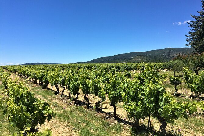 Full-Day Wine Tour around Luberon from Marseille - The Lunch and Free Time in Lourmarin
