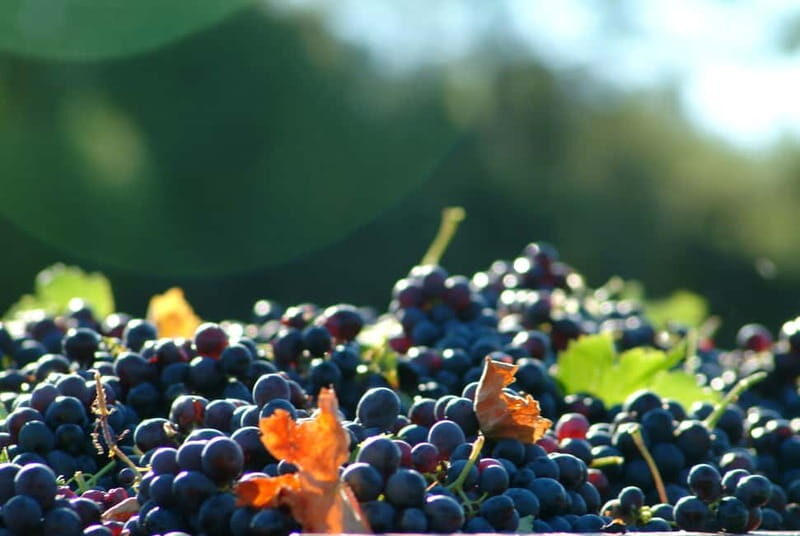Full-Day Wine Tour in Bellet & Saint-Paul de Vence From Nice - Exploring the Bellet Region: Hidden Gem of French Wines