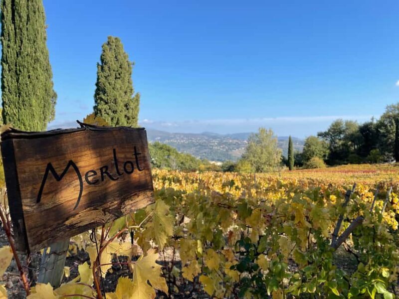 Full-Day Wine Tour in Bellet & Saint-Paul de Vence From Nice - The Afternoon: An Intimate, Family-Owned Winerie