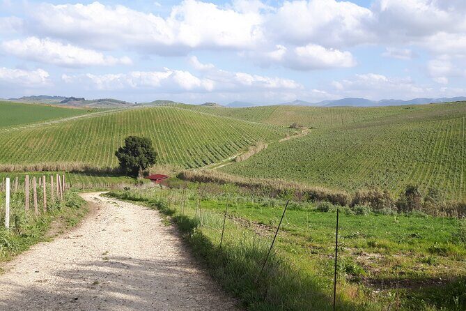 Full-Day Wine Tour in Western Sicily - What Makes This Tour Stand Out?  