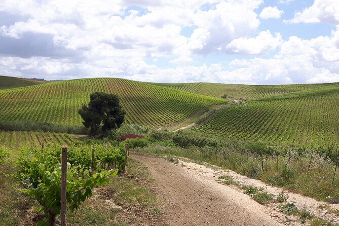 Full-Day Wine Tour in Western Sicily - Frequently Asked Questions  