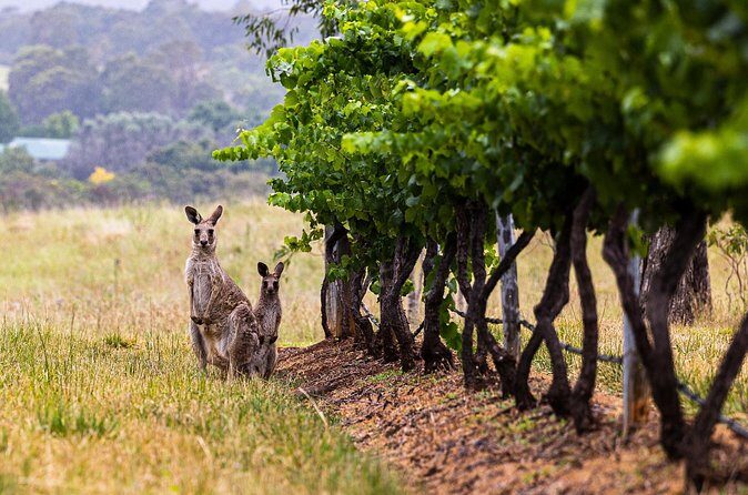 Fully Private and Customisable Hunter Valley Wine Tour - Who This Tour Is Best For
