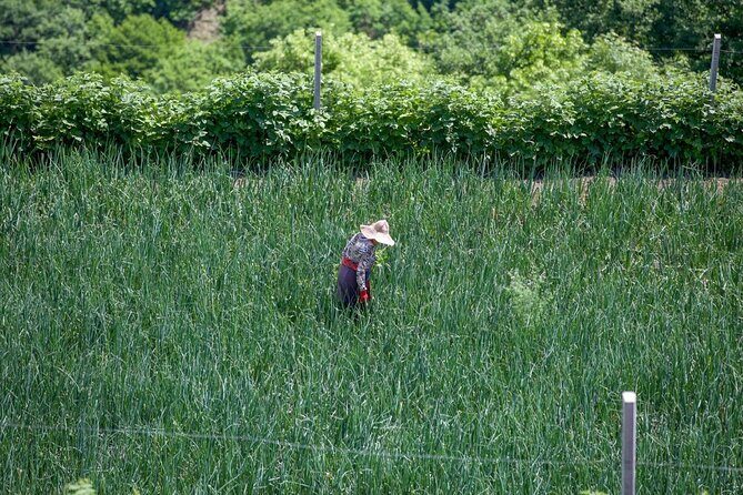 Fully Private Full-Day Kakheti - Wine Region Guided Tour - The Sum Up: Who Is This Tour Best For?