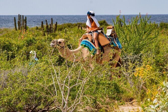 Fun Camel Ride and UTV COMBO with Tequila Tasting! - The Sum Up
