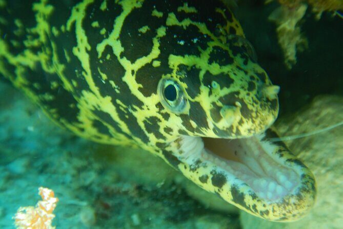 Fun dives Cozumel south marine park - Why the Marine Park is a Must-See