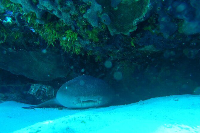 Fun dives Cozumel south marine park - Whats Included and Whats Not