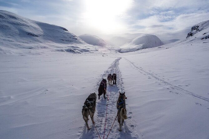 Fun & Easy Dog Sledding Adventure from Tromsø - Early Bird Tour - A Complete Breakdown of the Tromsø Dog Sledding Adventure