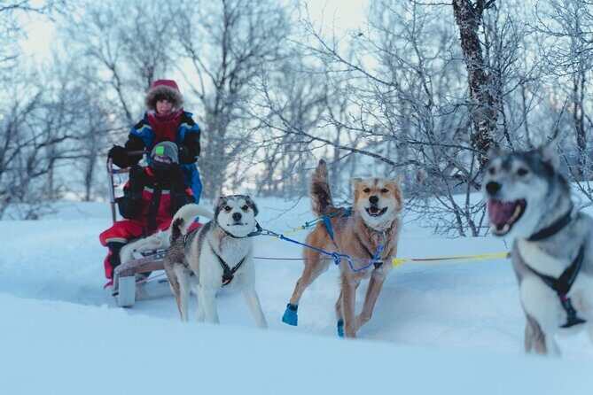 Fun & Easy Dog Sledding Adventure from Tromsø - Early Bird Tour - Who Will Love This Tour?