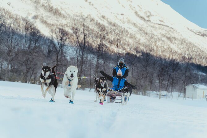 Fun & Easy Dog Sledding Adventure from Tromsø - Early Bird Tour - FAQs
