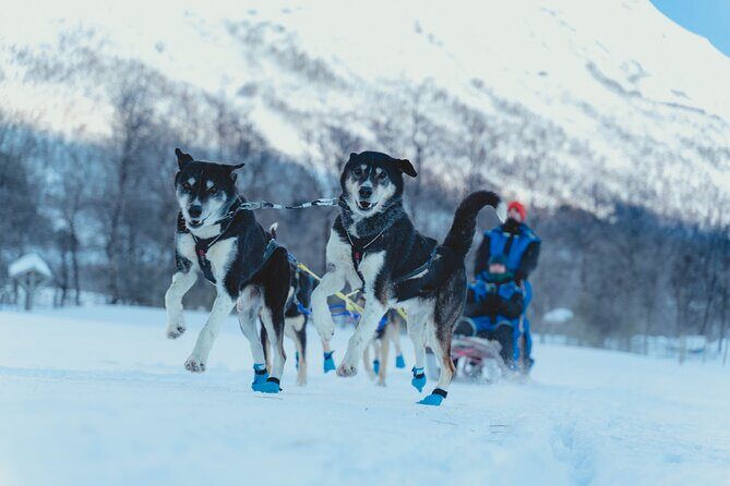 Fun & Easy Dog Sledding Adventure from Tromsø - Noon Tour - Key Points