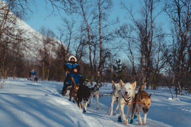 Fun & Easy Dog Sledding Adventure from Tromsø - Noon Tour - Practical details: what you need to know