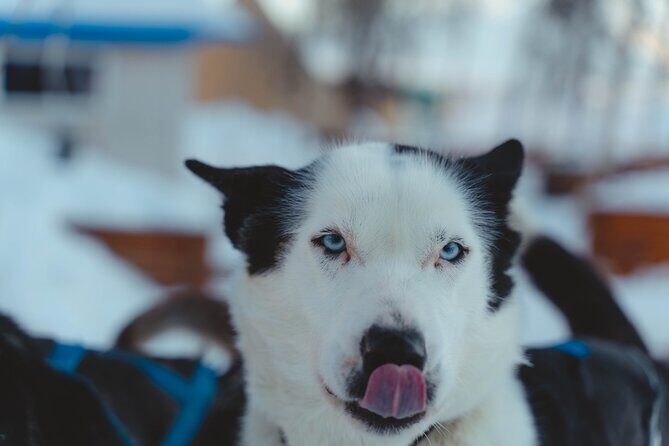 Fun & Easy Dog Sledding Adventure from Tromsø - Noon Tour - FAQ