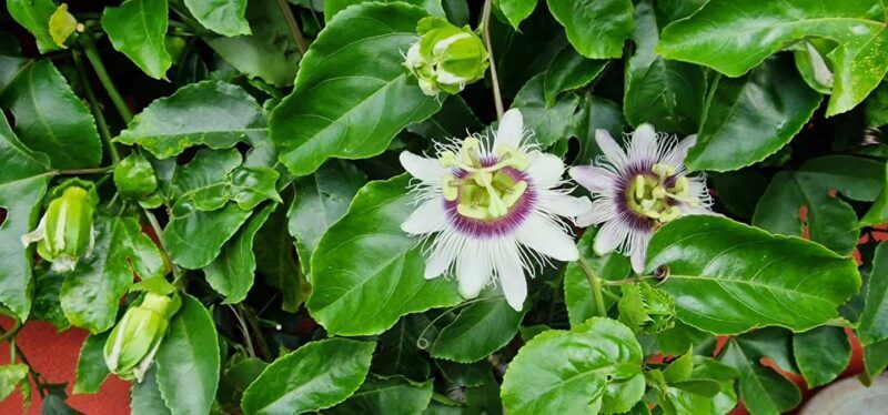 Funchal Agriculture Green Tour - Frequently Asked Questions