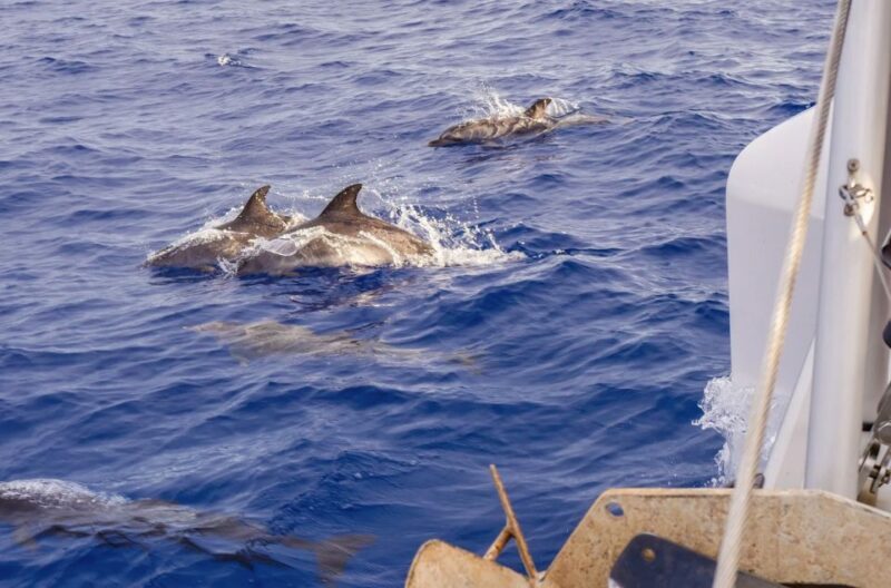 Funchal Bay: Dolphin & Whale Watch Luxury Catamaran Cruise - Who Should Book This Tour?
