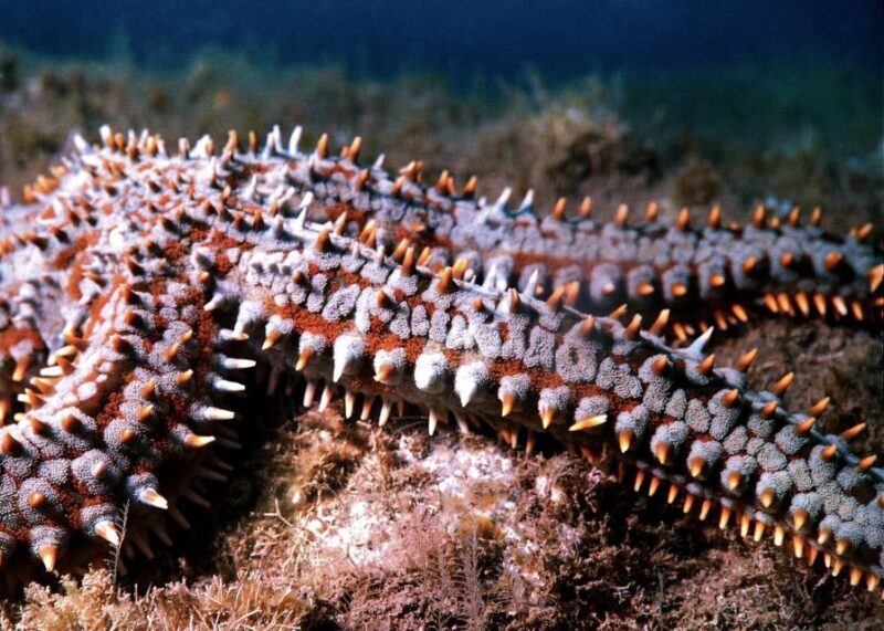 Funchal: Certified Scuba Diving, Guided Tour - Key Points