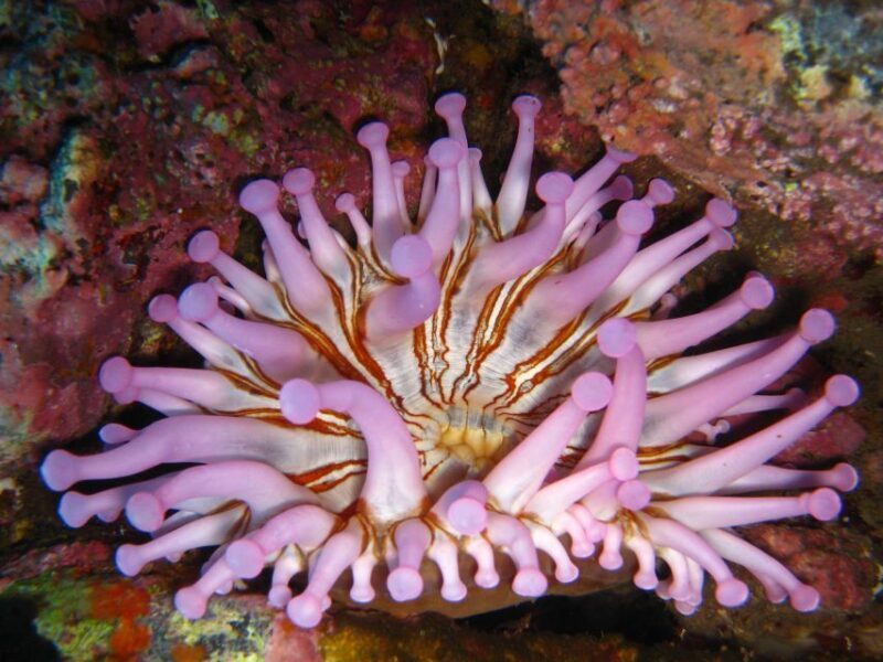 Funchal: Certified Scuba Diving, Guided Tour - Who Is This Tour Best For?