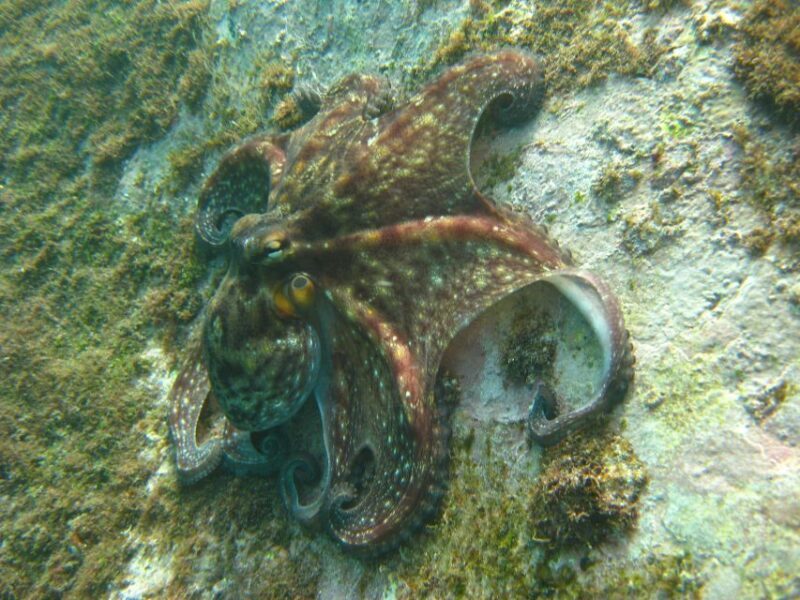 Funchal: Certified Scuba Diving, Guided Tour - Frequently Asked Questions