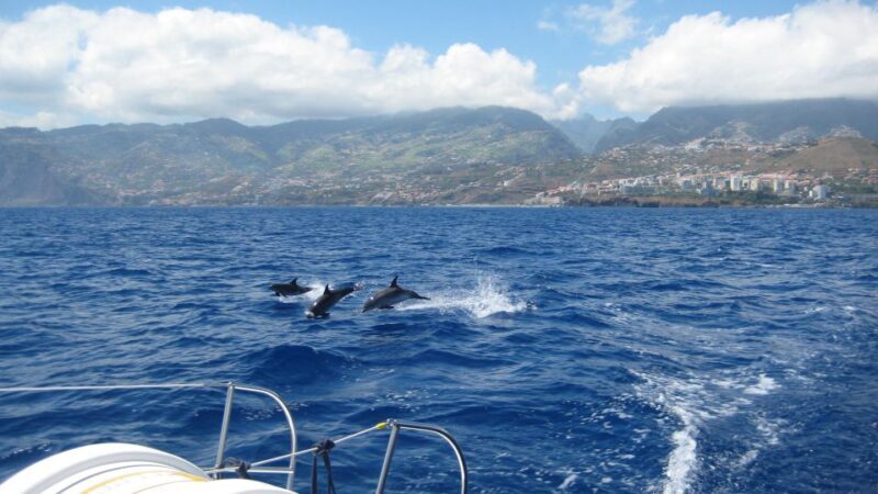 Funchal: Dolphin and Whale Watching Catamaran Cruise - The Itinerary: What You Can Expect on the Water