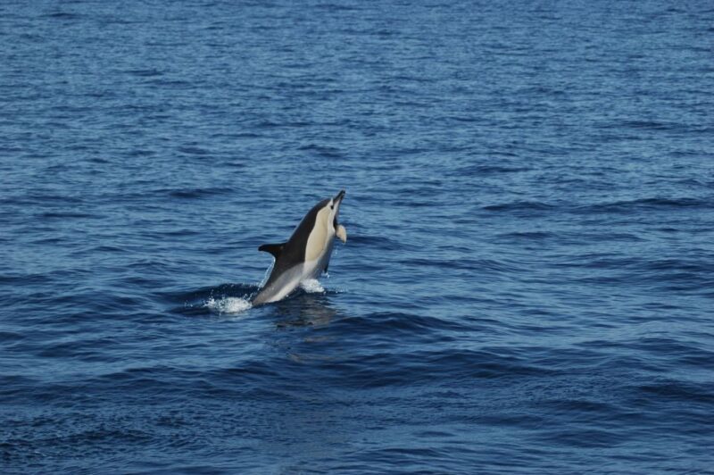 Funchal: Dolphin and Whale Watching Catamaran Cruise - Why This Tour is Worth Your Time