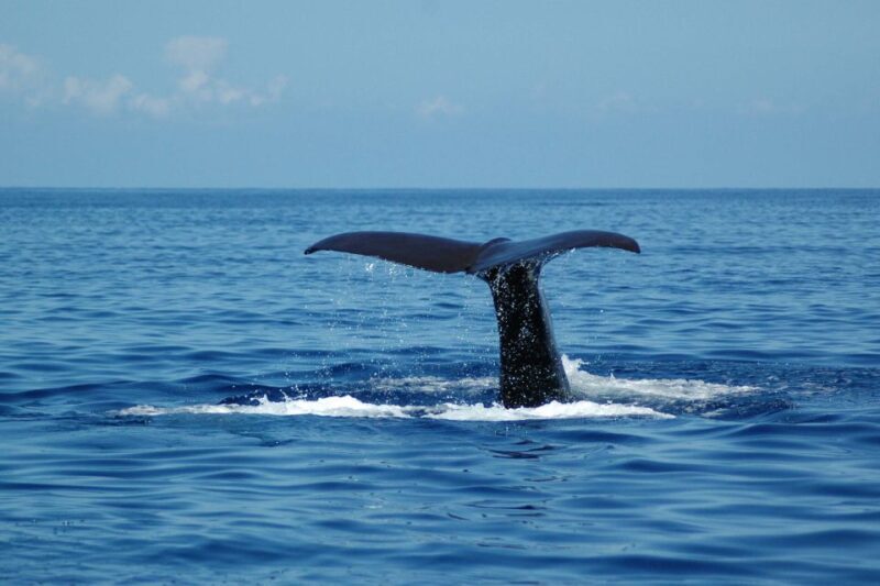 Funchal: Dolphin and Whale Watching Catamaran Cruise - FAQs