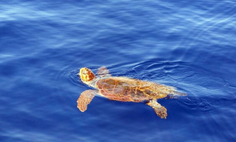 Funchal: Dolphin and Whale Watching Cruise - Frequently Asked Questions (FAQs)