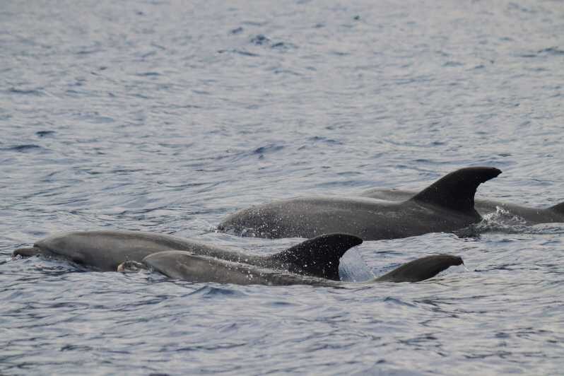 Funchal: Guarantee Wild Dolphin&Whale Watching by RIB - An In-Depth Look at the Dolphin & Whale Watching Tour from Funchal