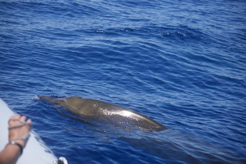 Funchal: Guarantee Wild Dolphin&Whale Watching by RIB - Authentic Insights from Reviewers