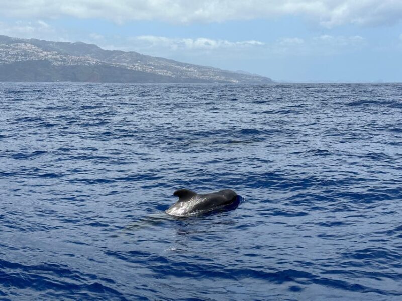 Funchal: Guarantee Wild Dolphin&Whale Watching by RIB - Who Will Love This Tour?