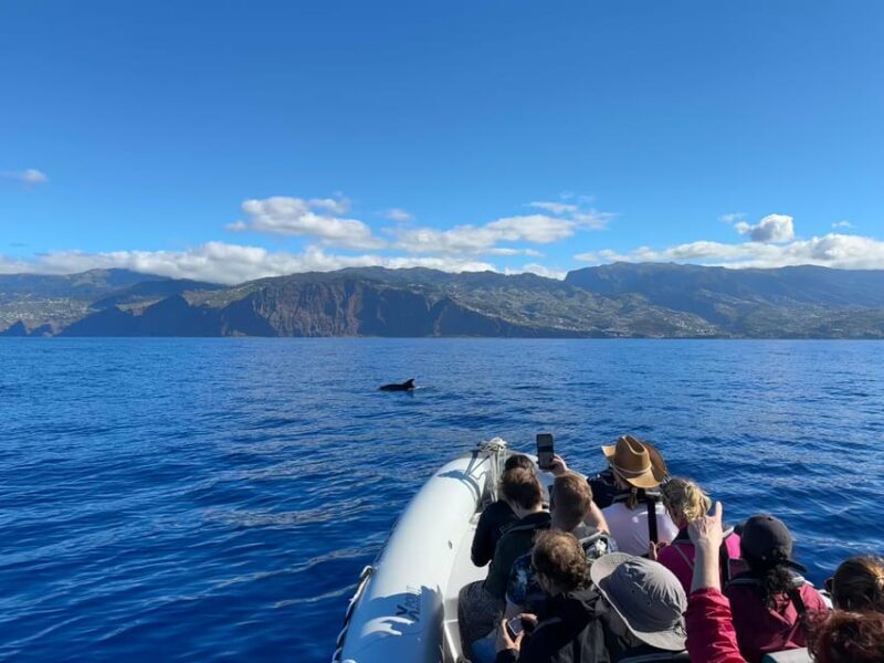 Funchal: Guarantee Wild Dolphin&Whale Watching by RIB - Final Thoughts