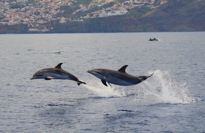 Funchal: Guarantee Wild Dolphin&Whale Watching by RIB - FAQ