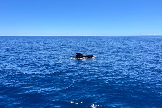 Funchal Half and Full Day Private Sailboat Tour - Who Is This Tour Best For?