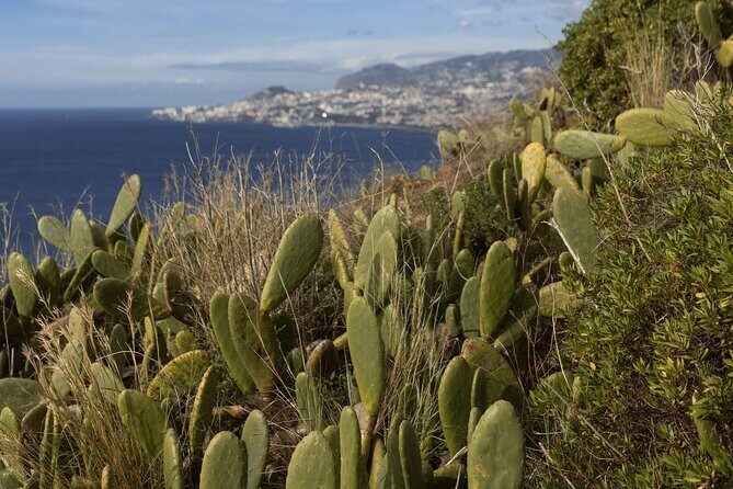 Funchal highlights 5h Private Tour in Madeira - Cabo Girao - 30 Minutes