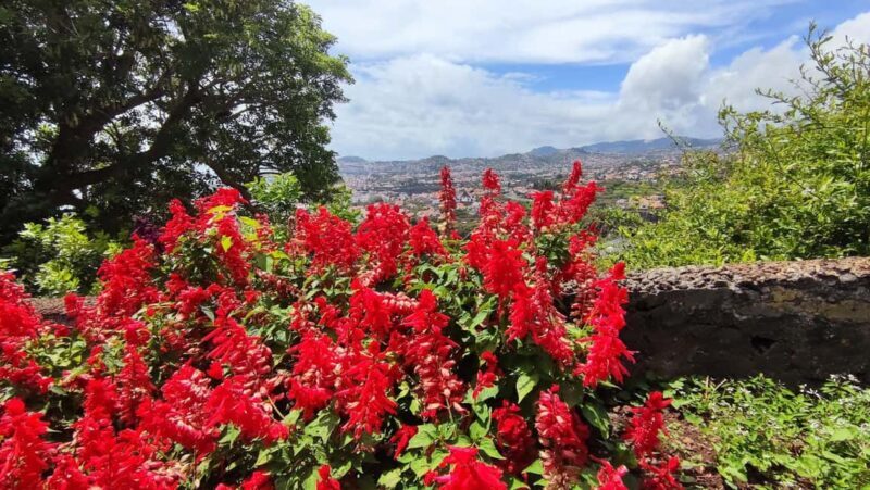 Funchal: Madeira Botanical Garden Tuk-Tuk Tour + Old Town - Who Will Love This Experience?