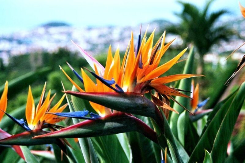 Funchal: Madeira Botanical Garden Tuk-Tuk Tour + Old Town - FAQ
