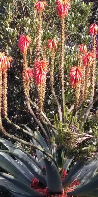 Funchal: Nuns Valley Short Stroll with Mountain Surroundings - An In-Depth Look at the Tour Itinerary