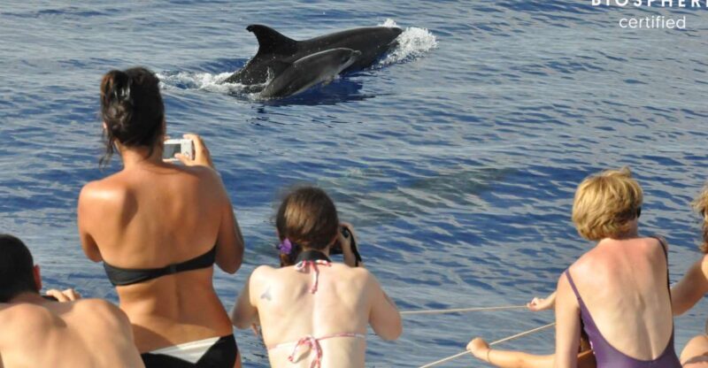 Funchal: Pico Arieiro, Cristo Rei and Dolphins Watching - A Detailed Look at the Tour Itinerary