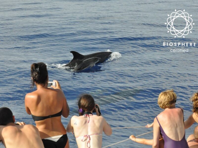 Funchal: Pico Arieiro, Cristo Rei and Dolphins Watching - FAQ