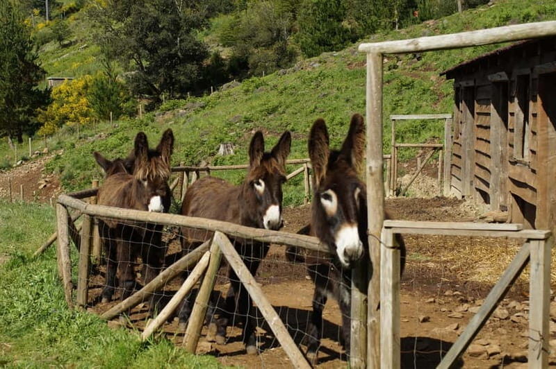 Funchal: Pico do Arieiro Sunrise Plus 2 extra Hiking Trails - Funchal: Pico do Arieiro Sunrise Plus 2 Extra Hiking Trails — A Complete Review